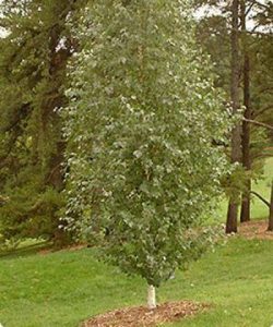 Evergreen Nursery Company Inc | BIRCH DAKOTA PINNACLE®