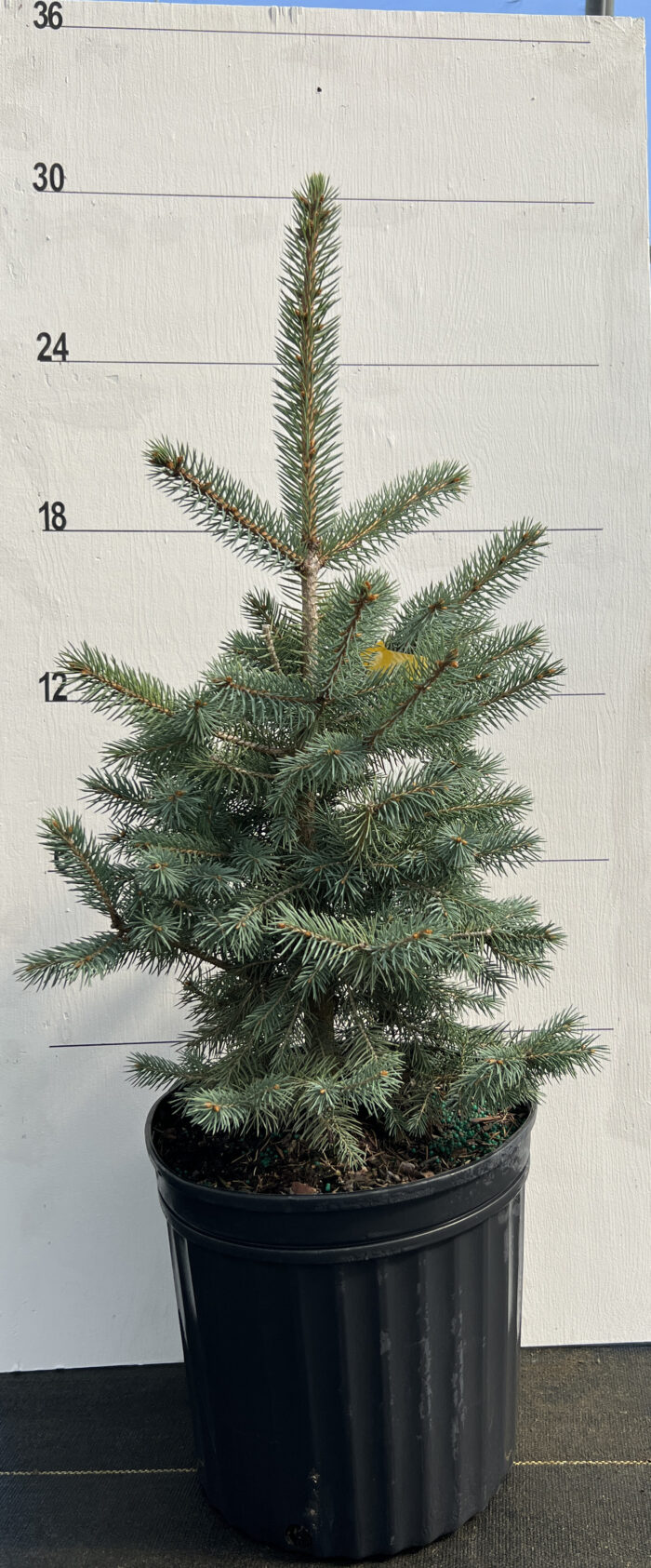 Evergreen Nursery Company Inc | SPRUCE COLORADO
