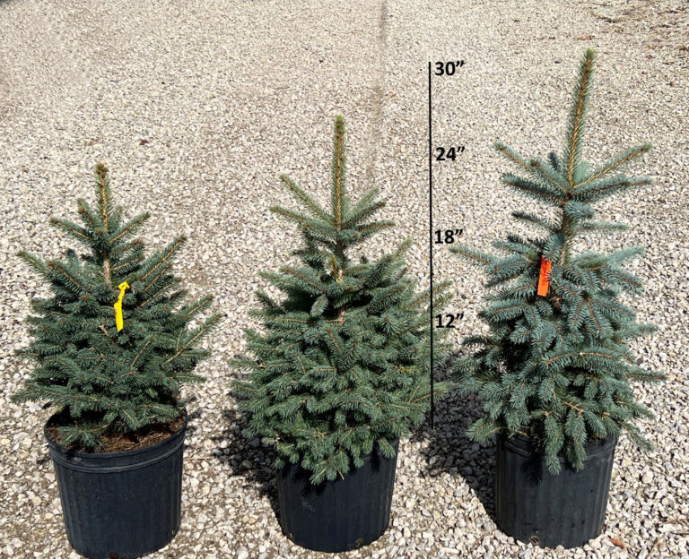 Evergreen Nursery Company Inc | SPRUCE COLORADO