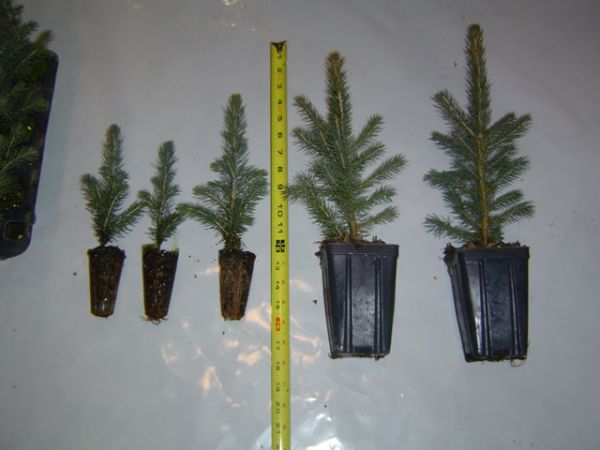 Evergreen Nursery Company Inc | Evergreens