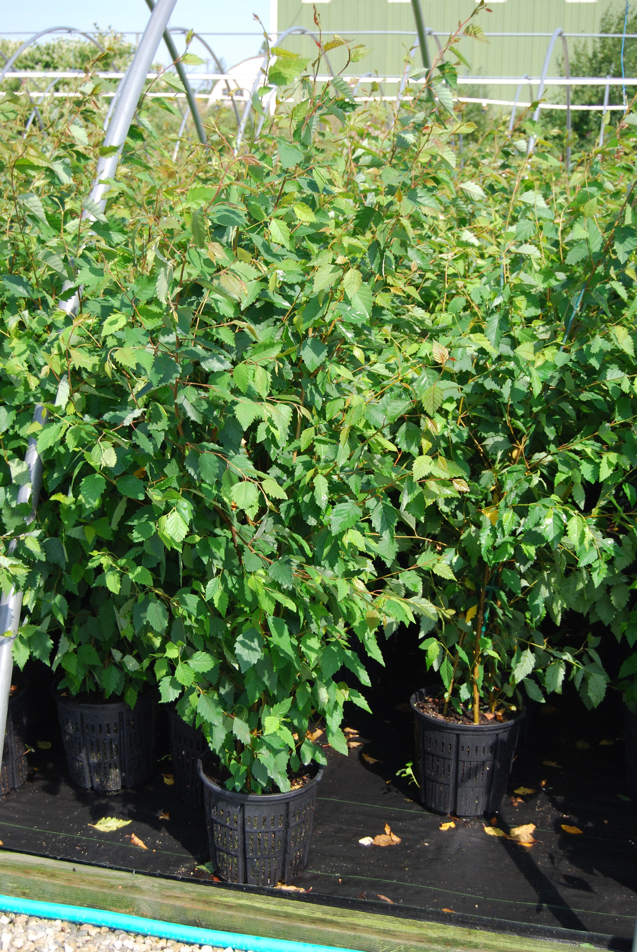 Evergreen Nursery Company Inc | Birch Trees