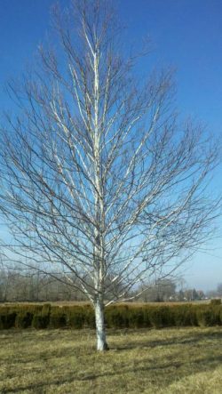 Evergreen Nursery Company Inc | RENAISSANCE OASIS™ BIRCH