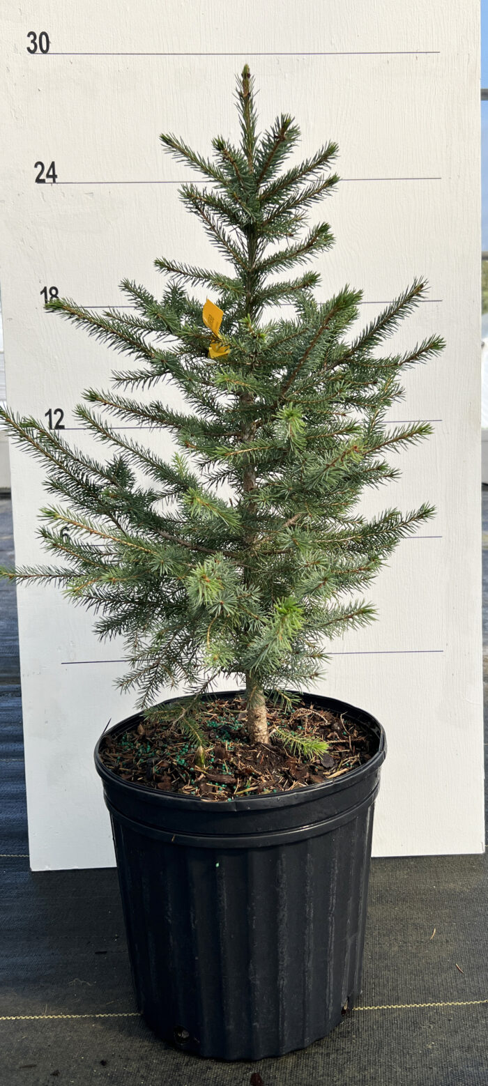 Evergreen Nursery Company Inc | SPRUCE SERBIAN