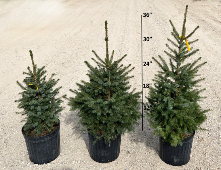 Evergreen Nursery Company Inc | SPRUCE SERBIAN