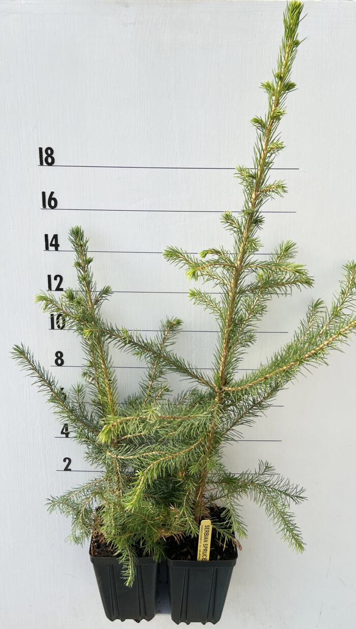 Evergreen Nursery Company Inc | SPRUCE SERBIAN