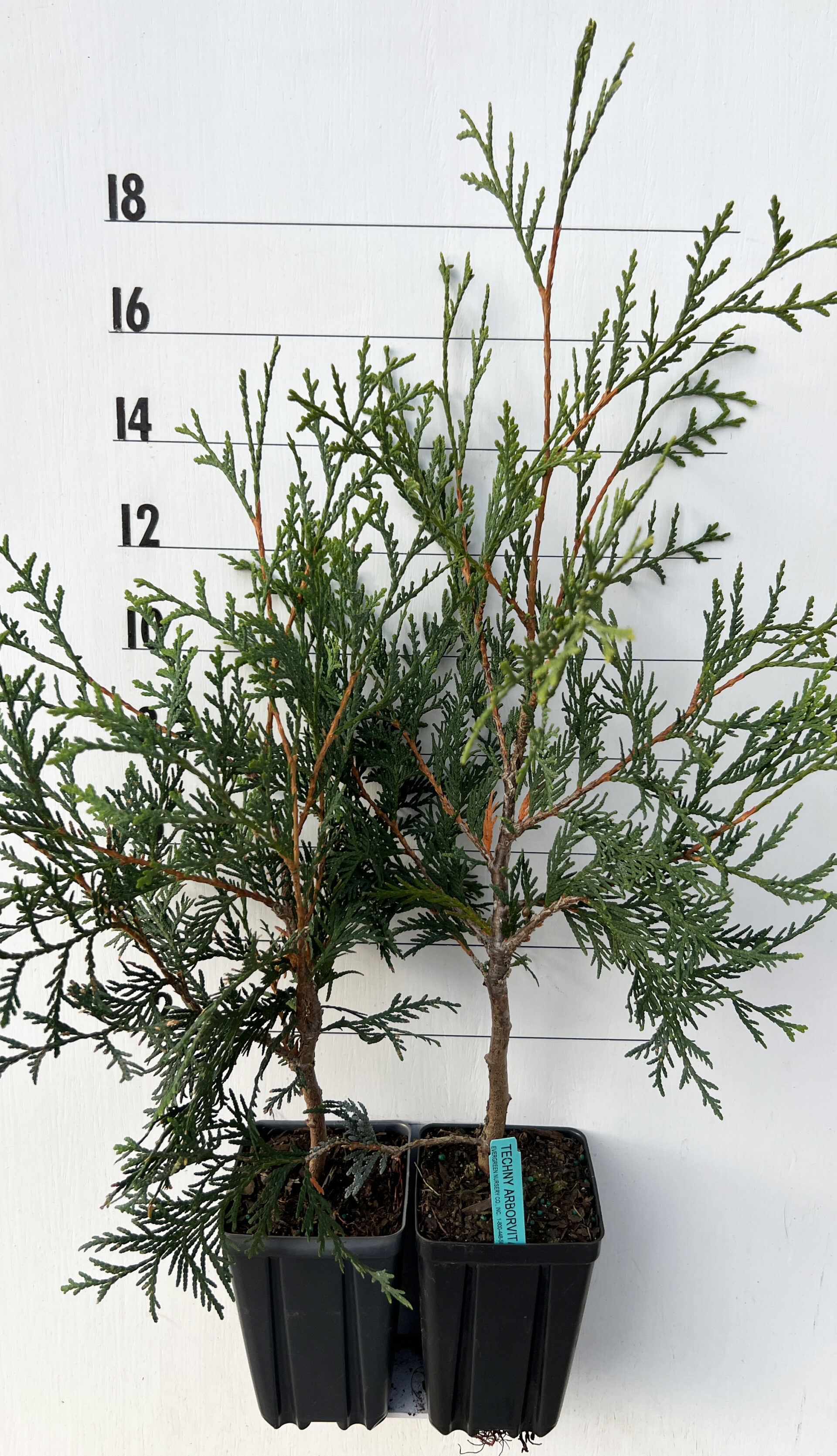 Evergreen Nursery Company Inc | ARBORVITAE TECHNY