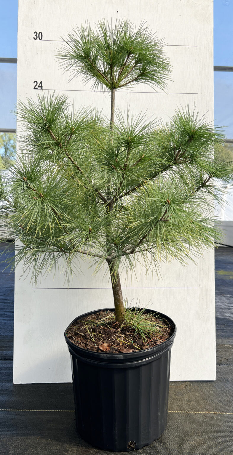 Evergreen Nursery Company Inc | PINE WHITE