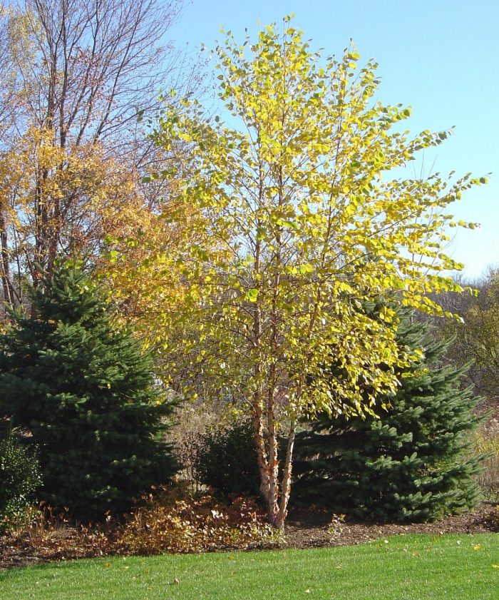 Evergreen Nursery Company Inc | BIRCH RIVER
