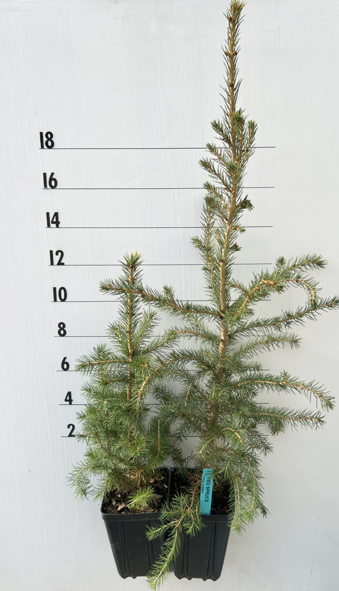 Evergreen Nursery Company Inc | SPRUCE RED