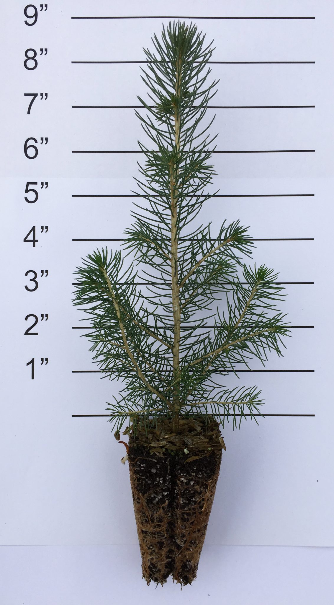 Evergreen Nursery Company Inc | SPRUCE NORWAY