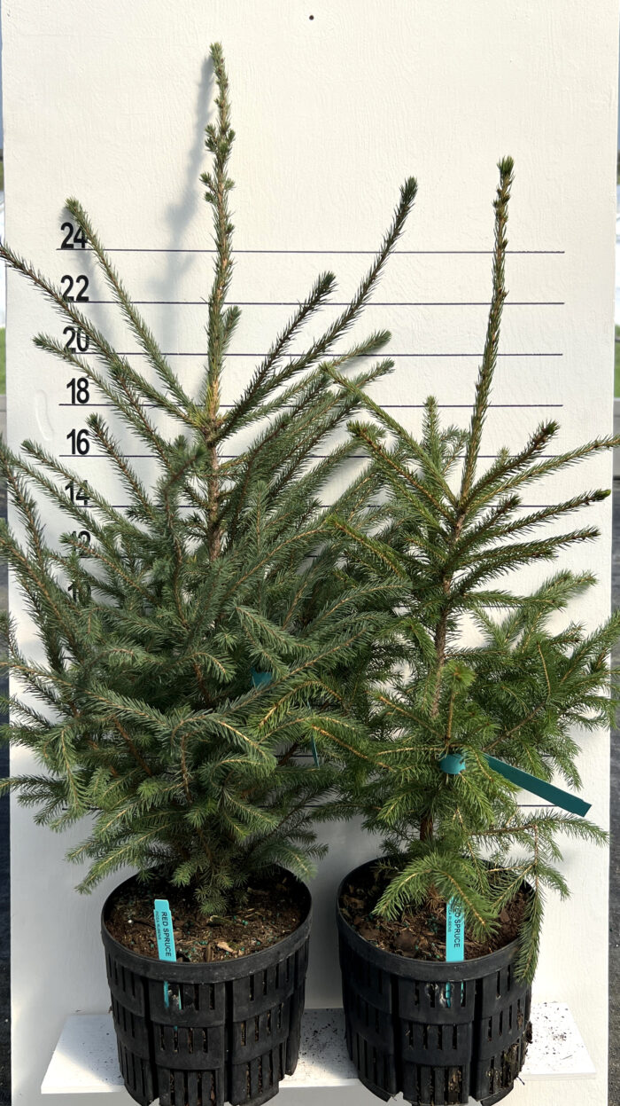 Evergreen Nursery Company Inc | SPRUCE RED