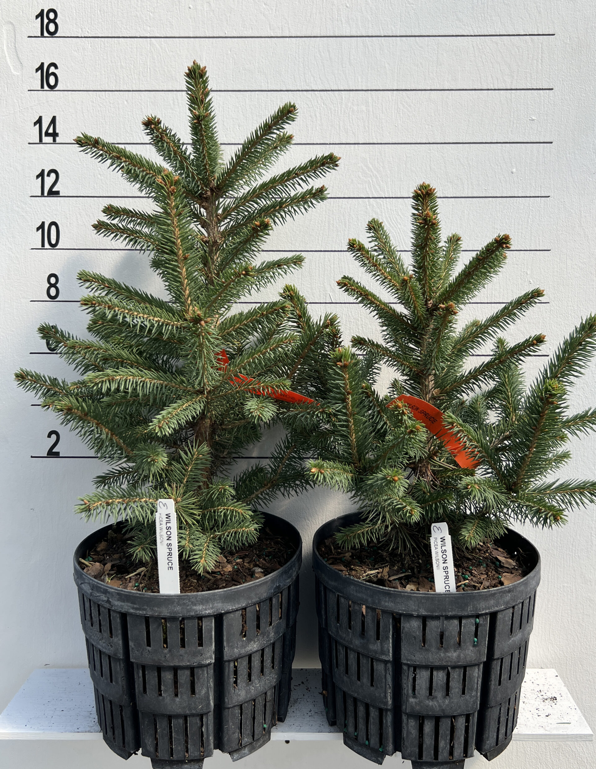 Evergreen Nursery Company Inc | Evergreens