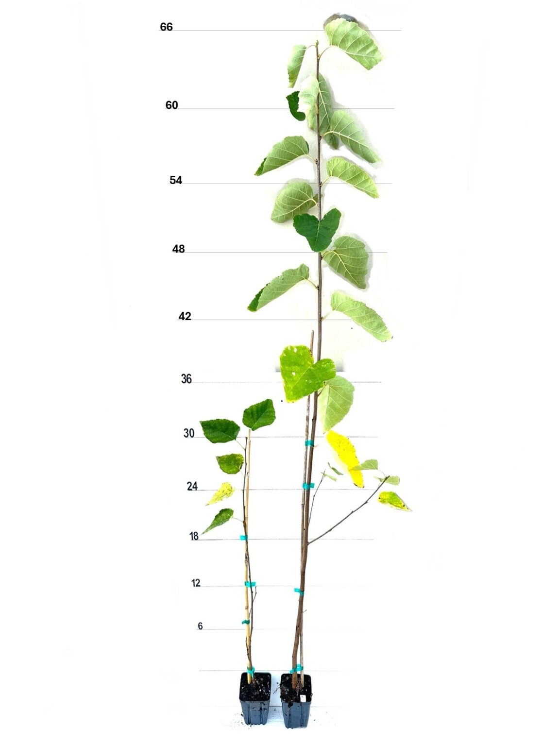 Evergreen Nursery Company Inc | BIRCH AVALANCHE™ ‘PW’