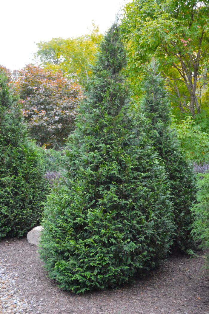 Evergreen Nursery Company Inc | ARBORVITAE JUNIOR GIANT